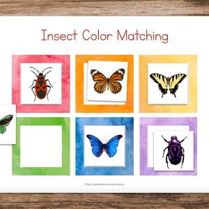 Insects Match and Sort (preschool Printable Binder Activities) - Etsy