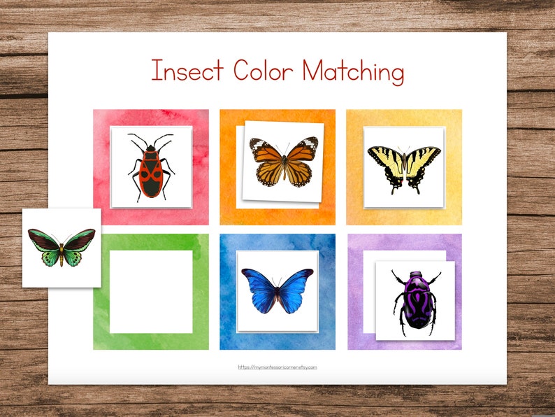 Insects Match and Sort (preschool Printable Binder Activities) - Etsy