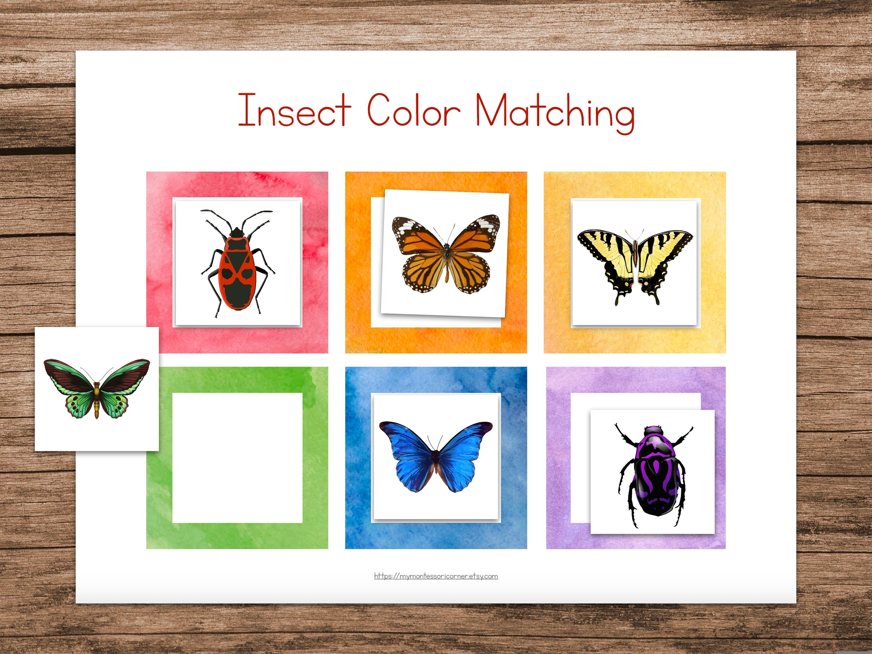 Insects Match and Sort (preschool Printable Binder Activities) - Etsy