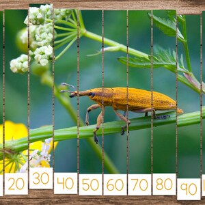 Summer Skip Counting Puzzles - Insects and Minibeasts (montessori Math ...