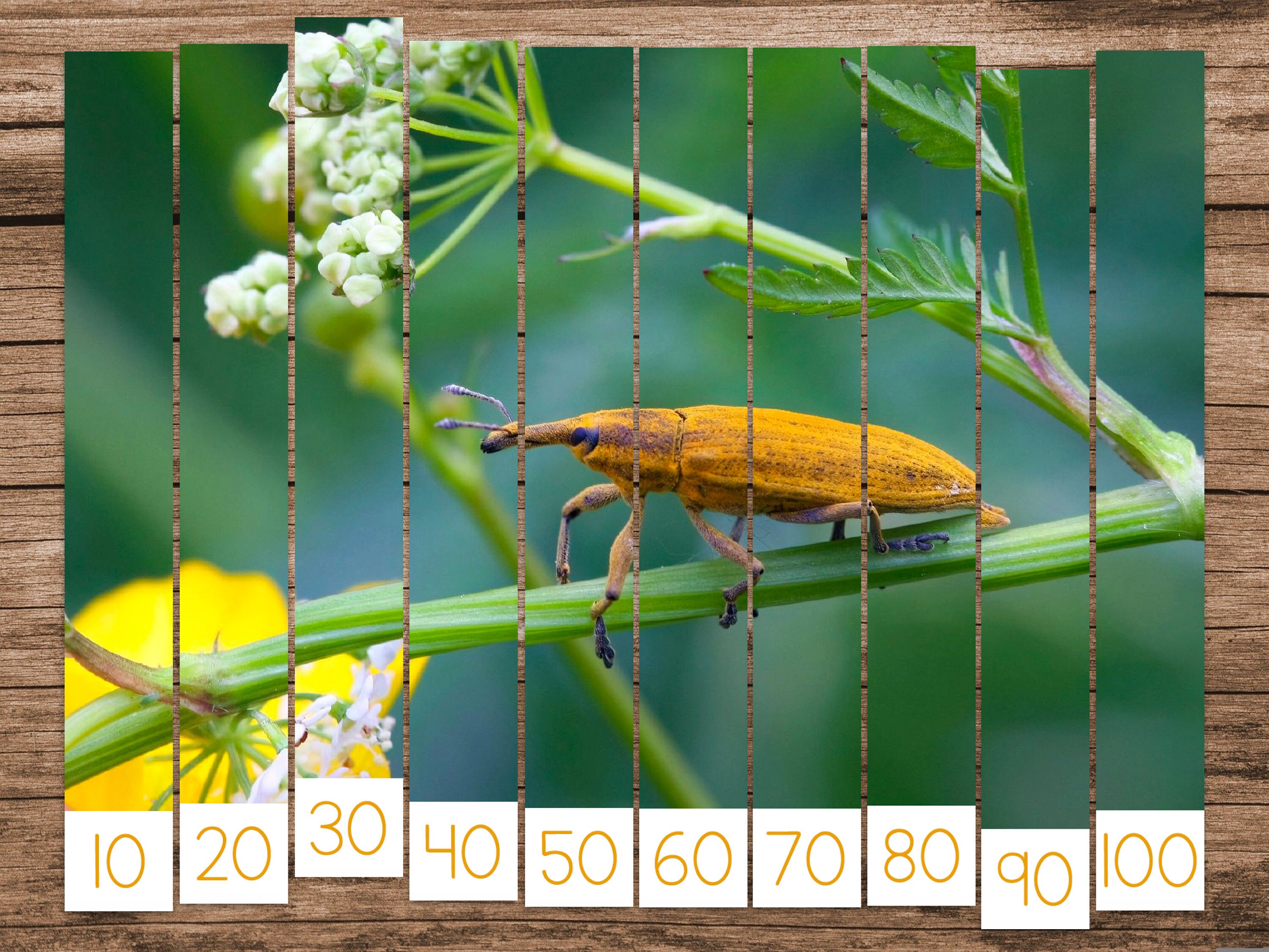Summer Skip Counting Puzzles Insects and Minibeasts montessori Math ...