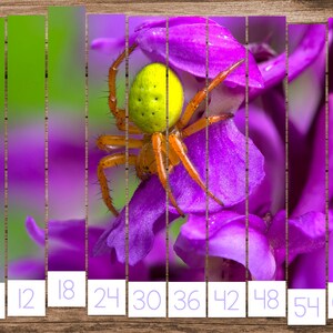 Summer Skip Counting Puzzles - Insects and Minibeasts (montessori Math ...