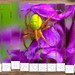 Summer Skip Counting Puzzles Insects and Minibeasts montessori Math ...