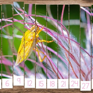 Summer Skip Counting Puzzles - Insects and Minibeasts (montessori Math ...