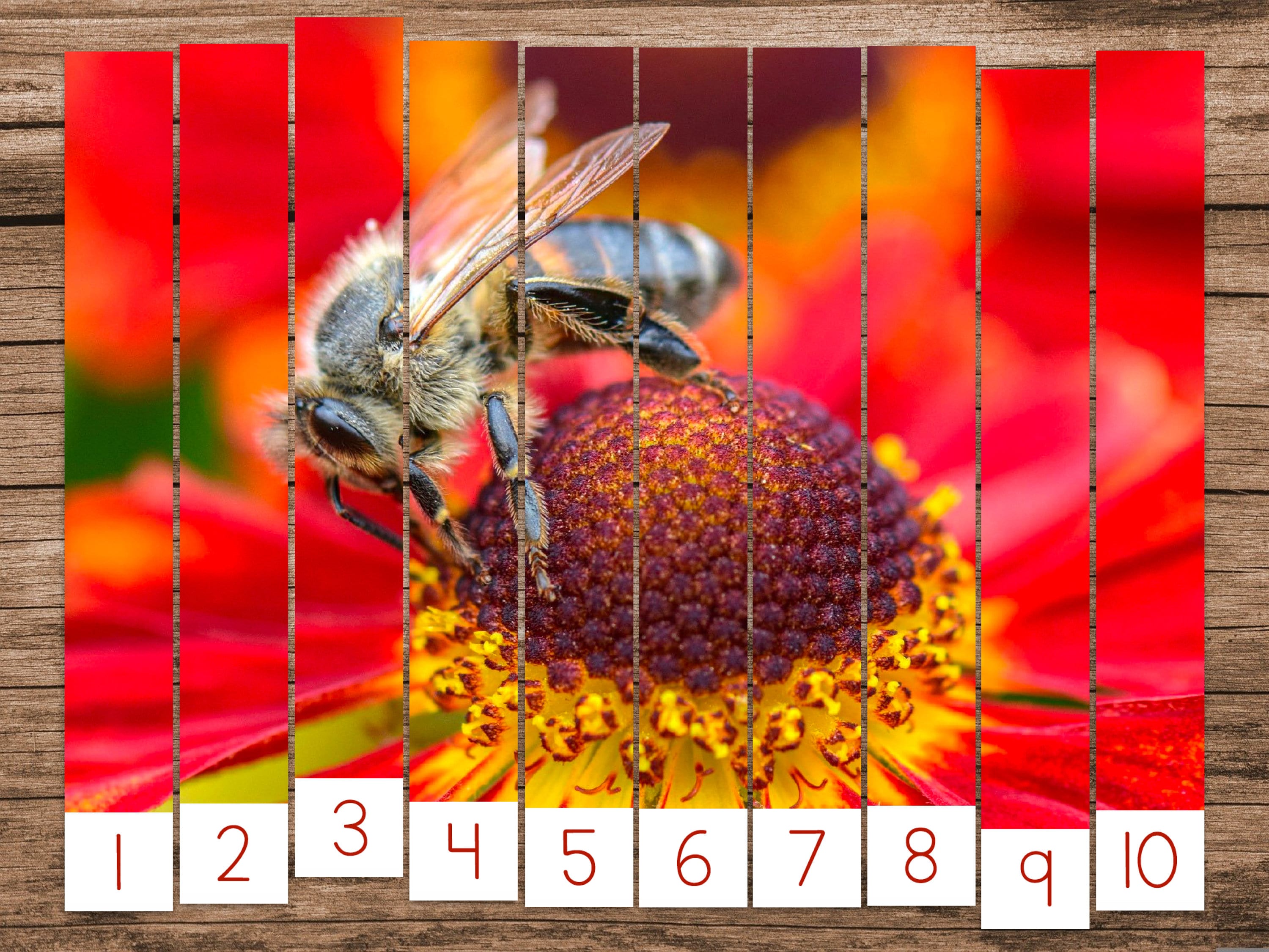 Summer Skip Counting Puzzles Insects and Minibeasts montessori Math ...