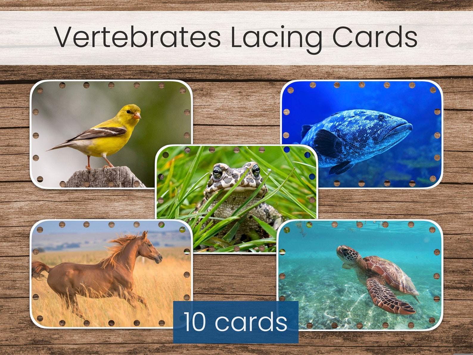 Vertebrate Types Lacing Cards (printable Preschool Fine Motor Activity ...