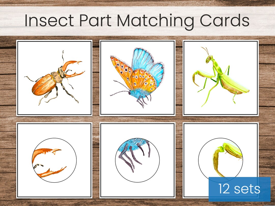 Insect Matching Cards, Part-to-whole (montessori Preschool Printable ...