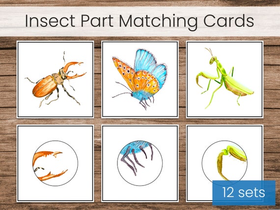 Bug Matching Cards