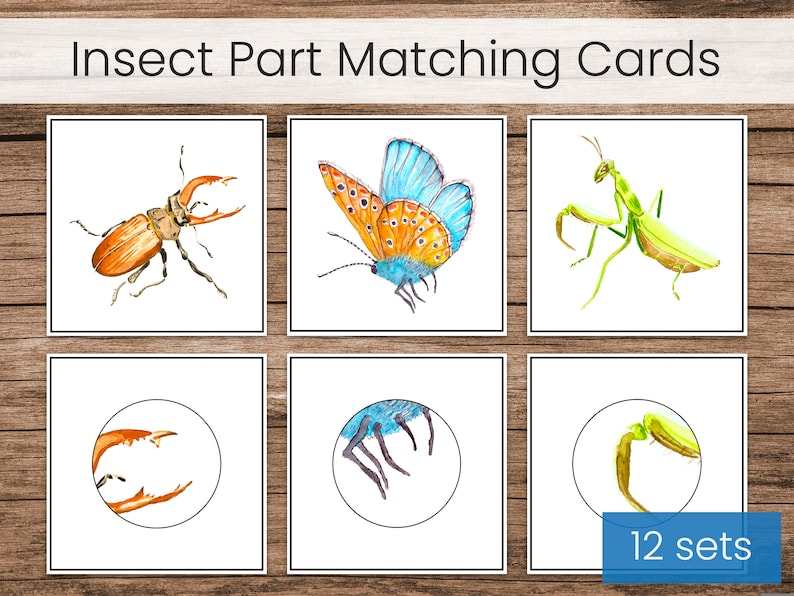 Insect Matching Cards, Part-to-whole (montessori Preschool Printable ...
