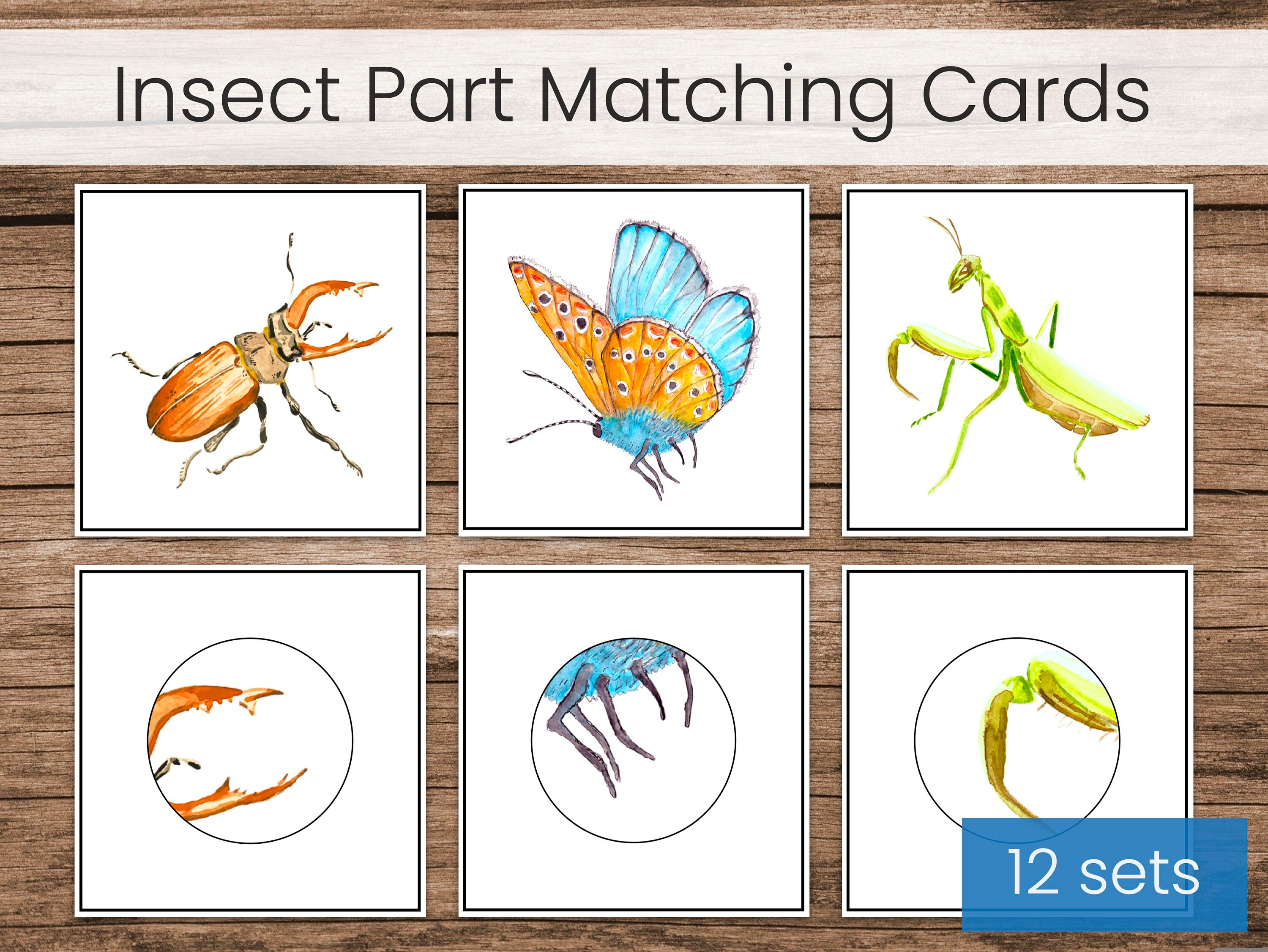 Insect Matching Cards, Part-to-whole (montessori Preschool Printable ...