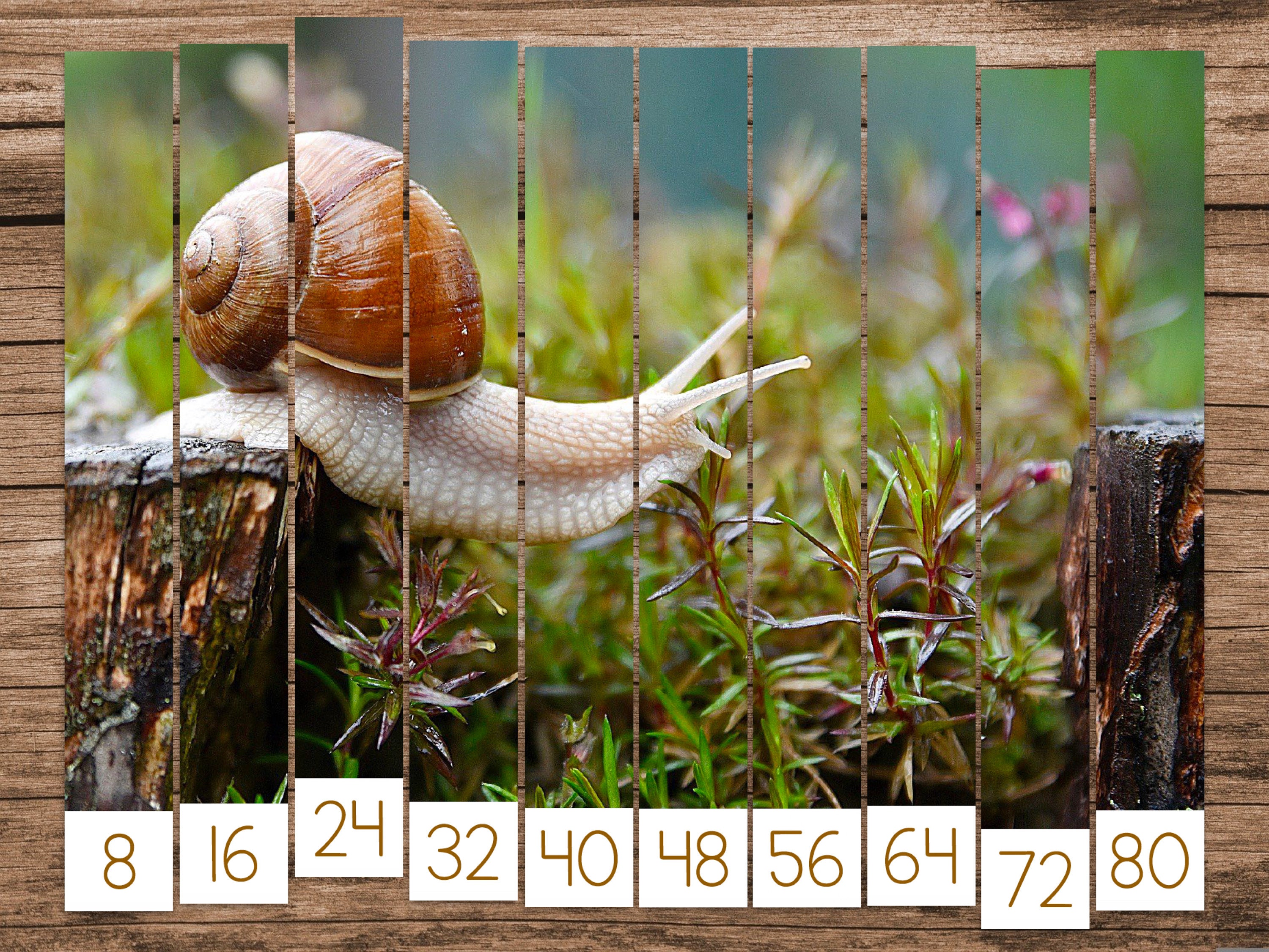 Summer Skip Counting Puzzles Insects and Minibeasts montessori Math ...