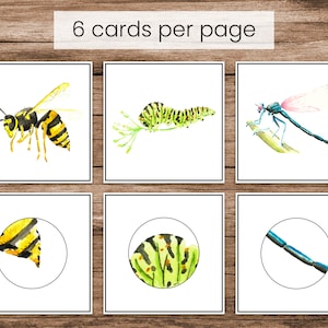 Insect Matching Cards, Part-to-whole (montessori Preschool Printable ...