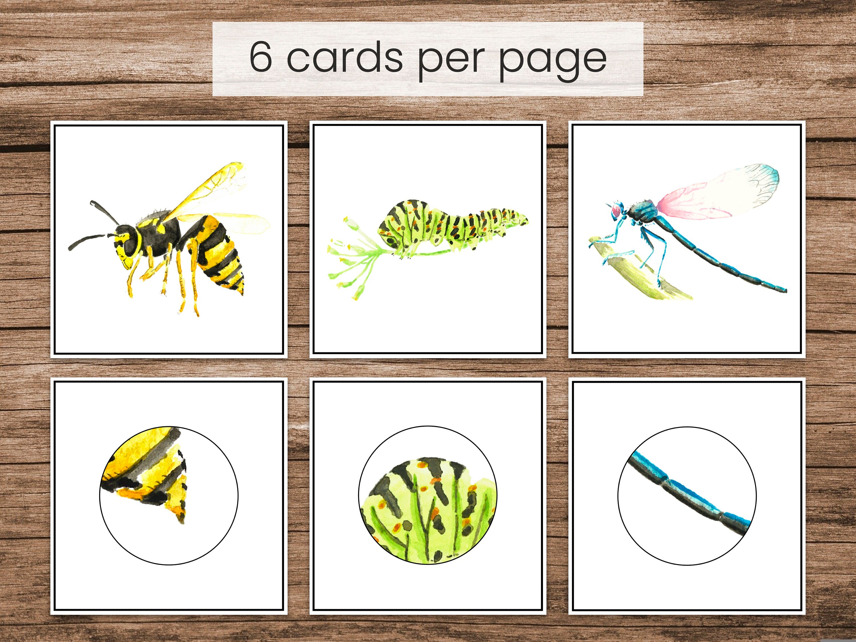 Insect Matching Cards, Part-to-whole (montessori Preschool Printable ...