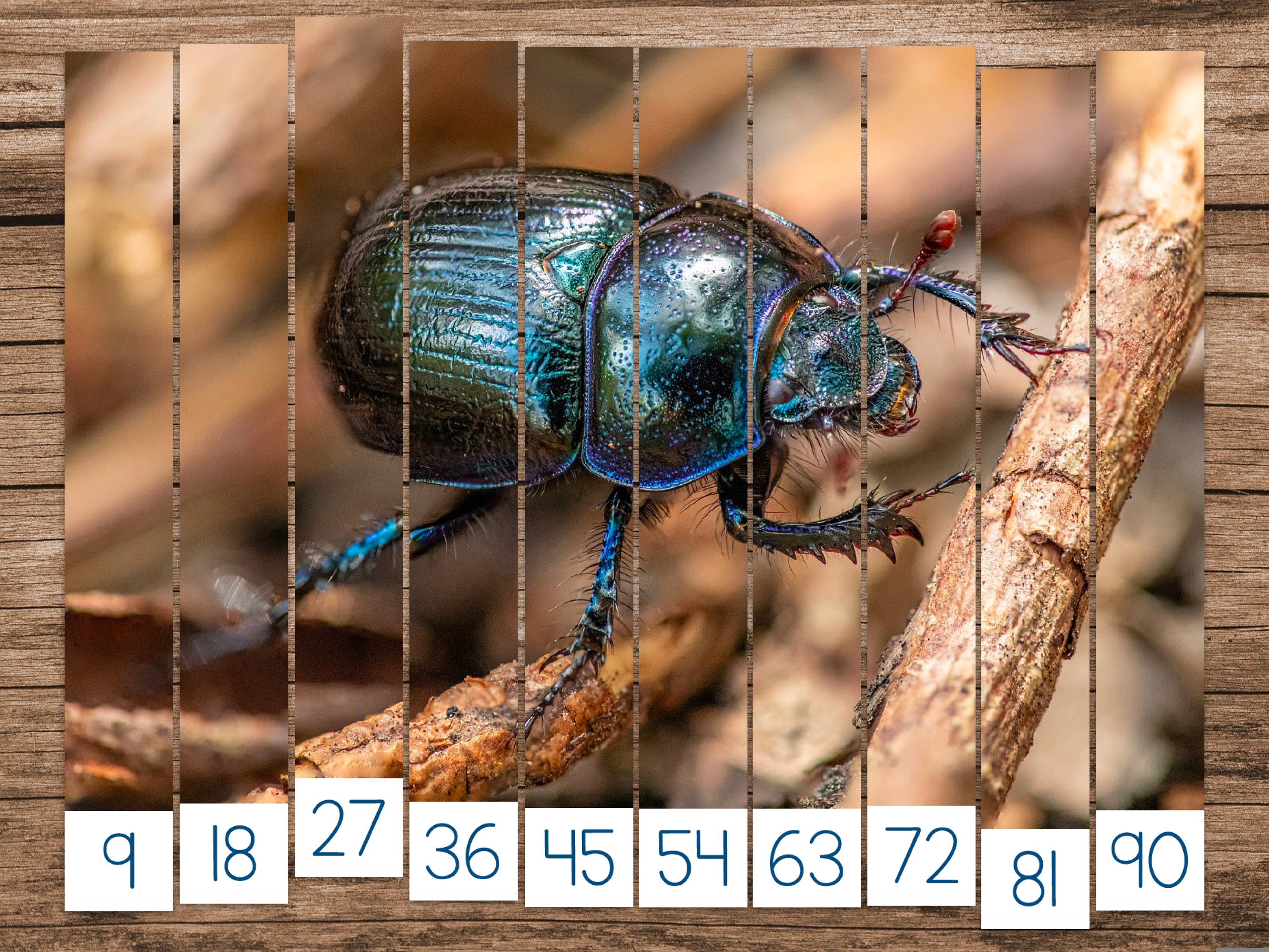 Summer Skip Counting Puzzles Insects and Minibeasts montessori Math ...