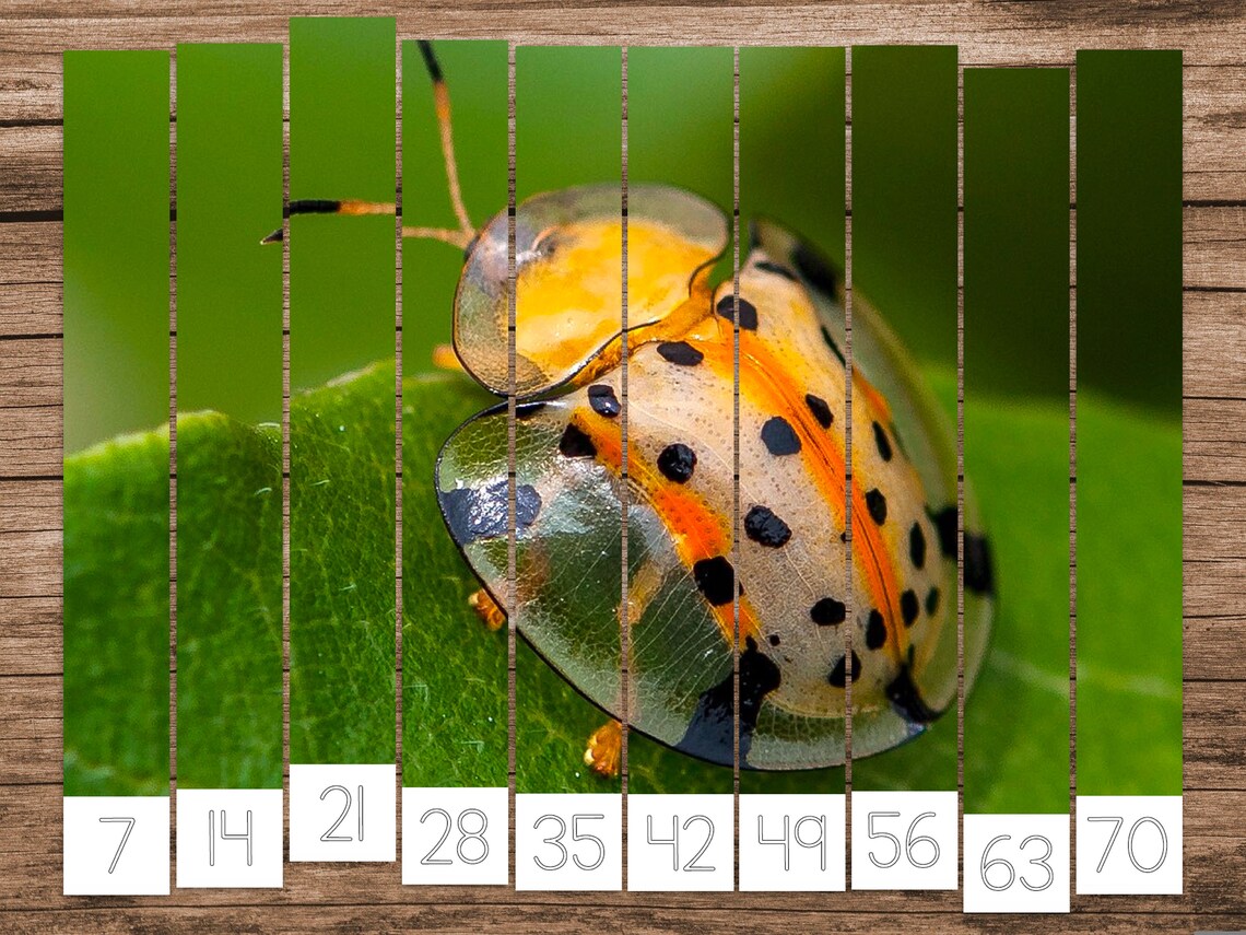 Summer Skip Counting Puzzles Insects and Minibeasts montessori Math ...