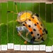 Summer Skip Counting Puzzles Insects and Minibeasts montessori Math ...