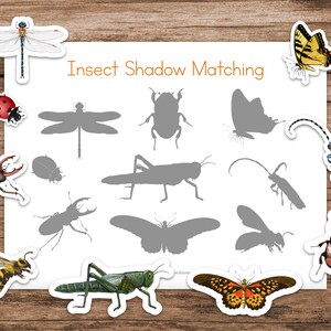 Insects Match and Sort (preschool Printable Binder Activities) - Etsy