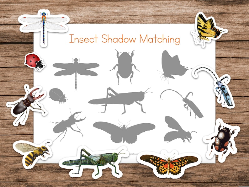 Insects Match and Sort (preschool Printable Binder Activities) - Etsy