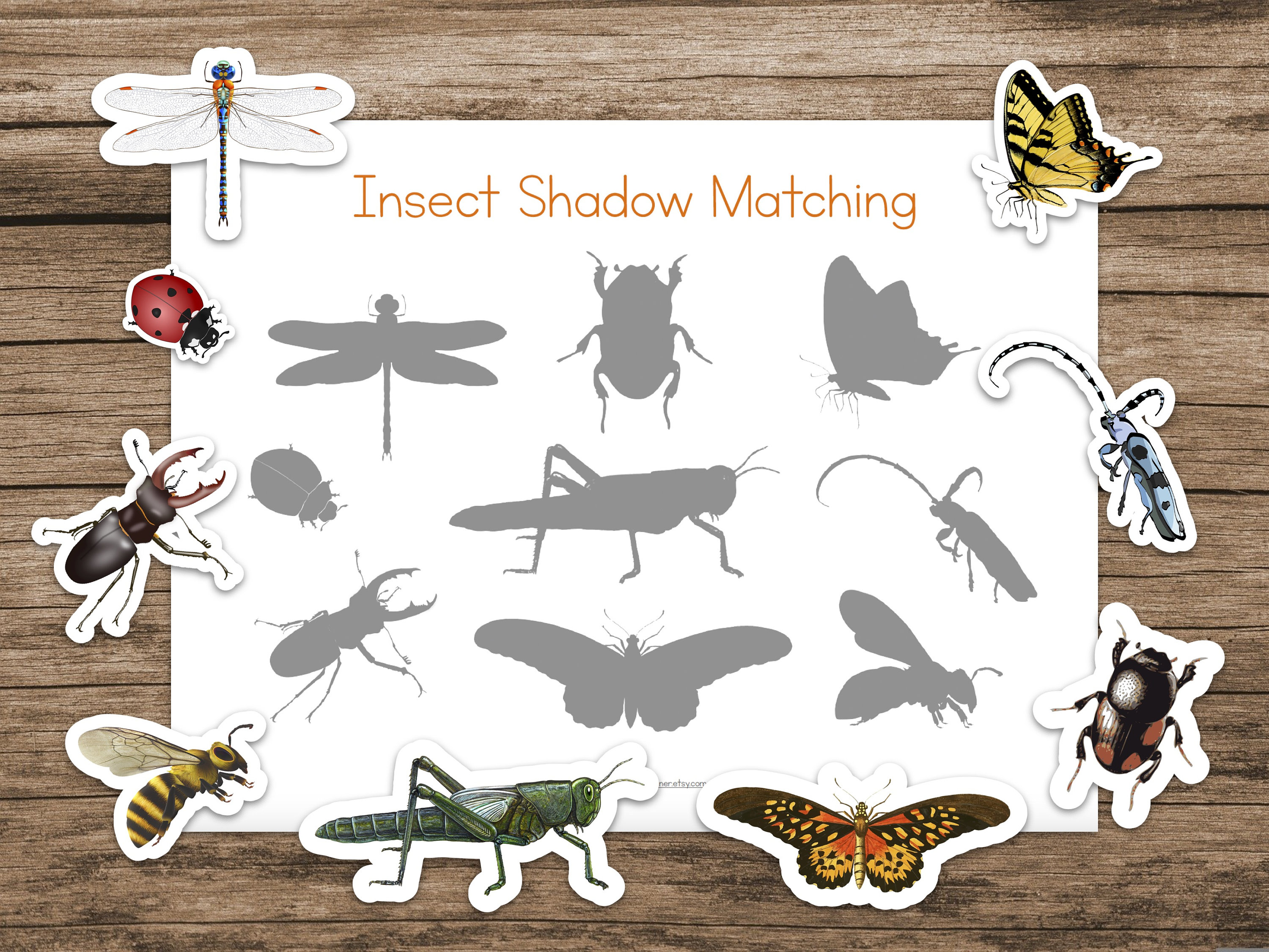 Insects Match and Sort (preschool Printable Binder Activities) - Etsy