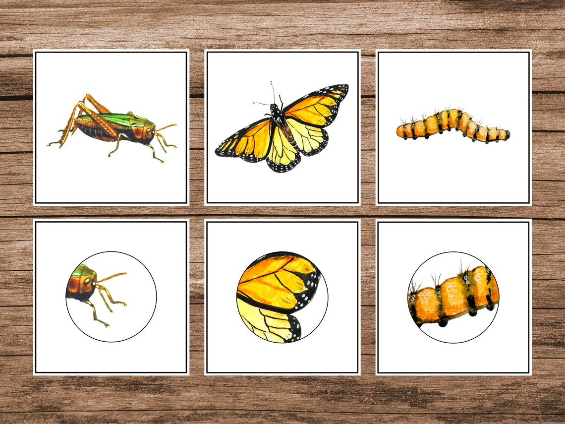 Insect Matching Cards, Part-to-whole montessori Preschool Printable - Etsy