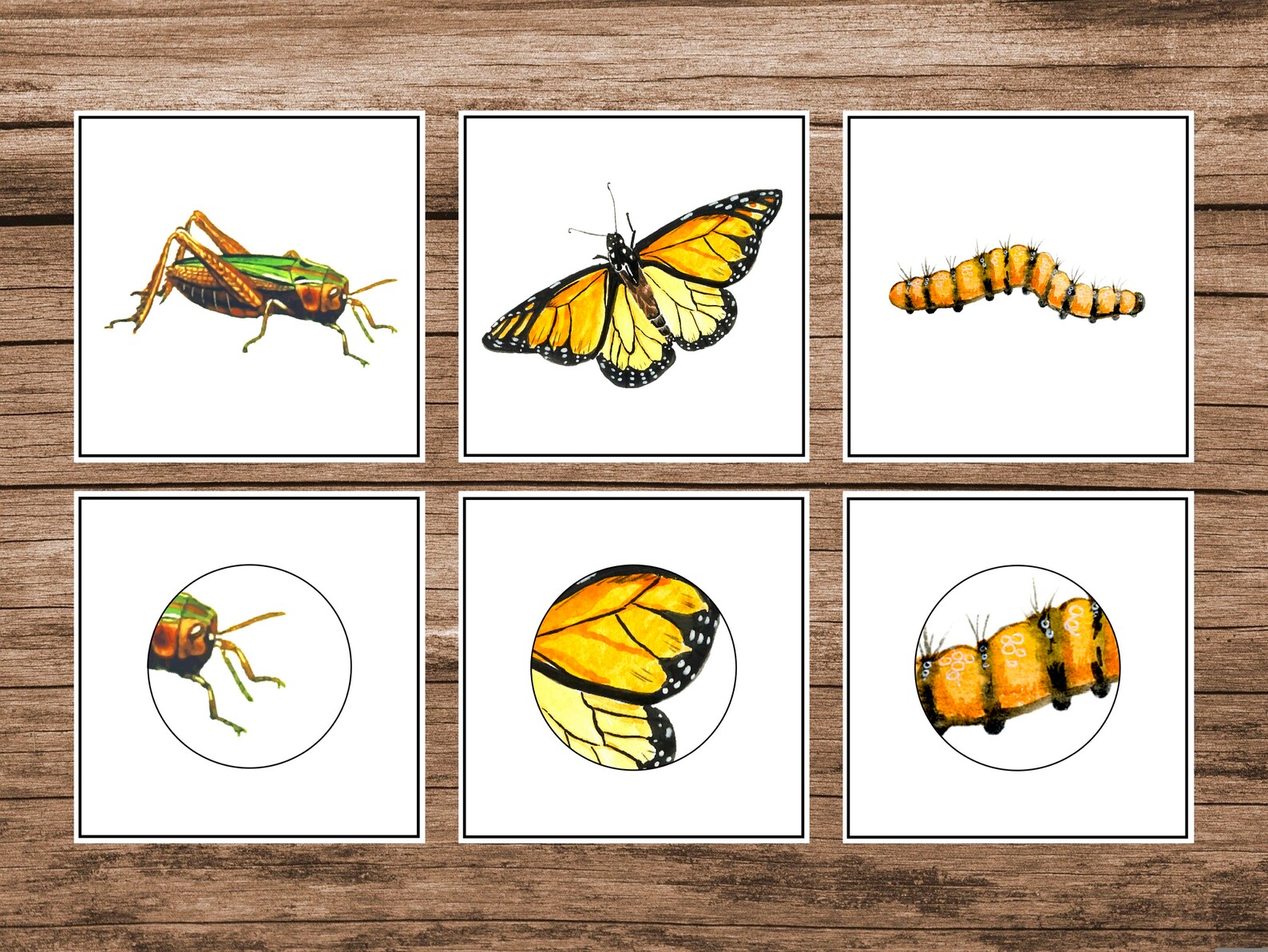 Insect Matching Cards, Part-to-whole montessori Preschool Printable - Etsy