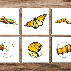 Insect Matching Cards, Part-to-whole (montessori Preschool Printable ...