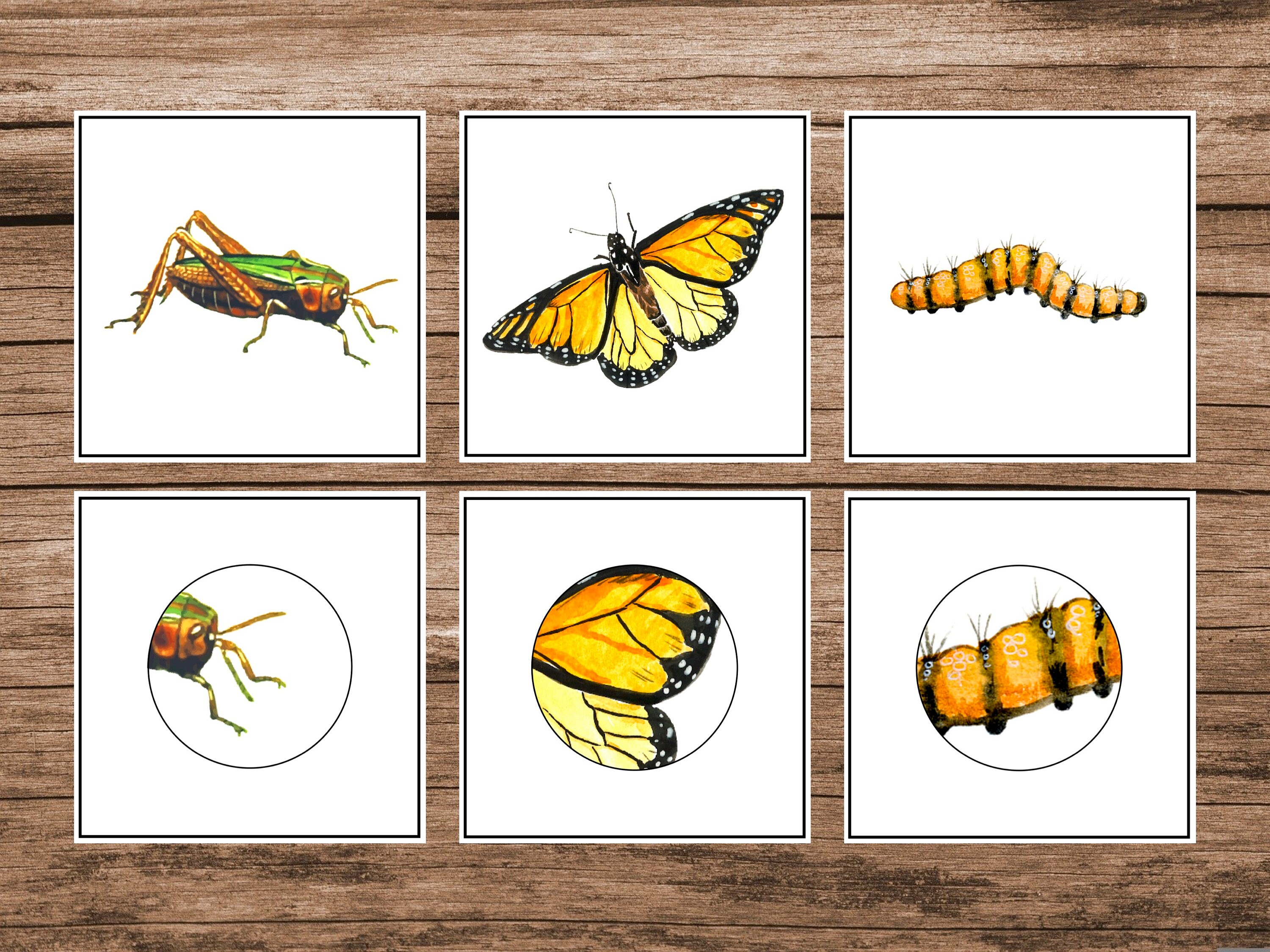 Insect Matching Cards, Part-to-whole montessori Preschool Printable - Etsy