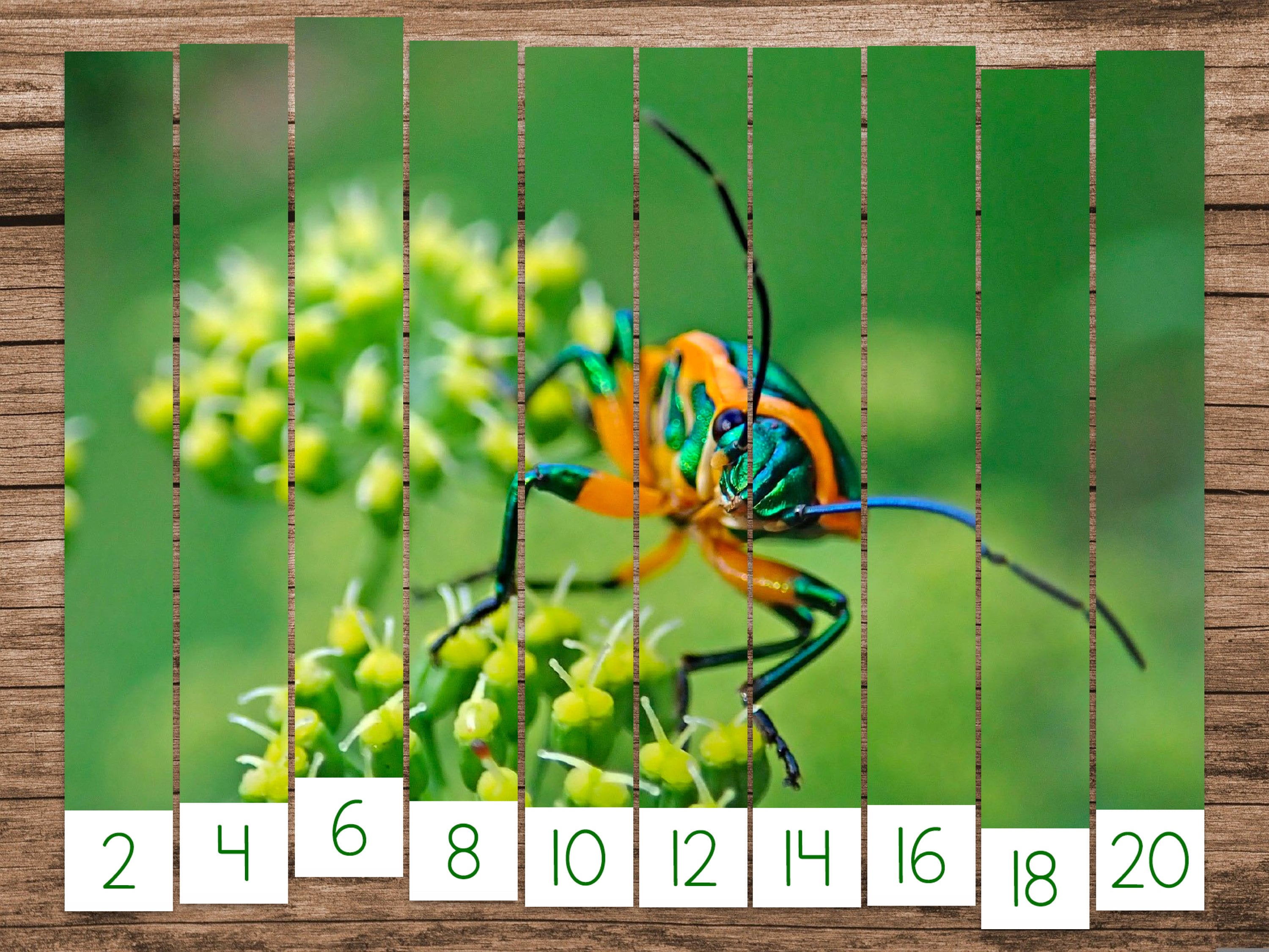Summer Skip Counting Puzzles Insects and Minibeasts montessori Math ...