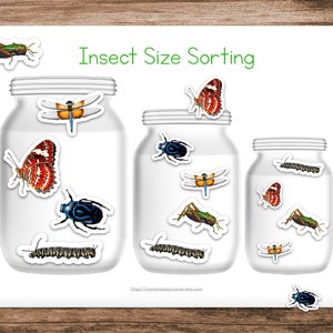 Insects Match and Sort (preschool Printable Binder Activities) - Etsy
