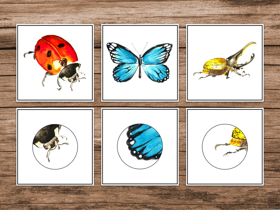 Insect Matching Cards, Part-to-whole montessori Preschool Printable - Etsy