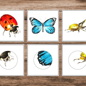 Insect Matching Cards, Part-to-whole (montessori Preschool Printable ...