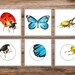 Insect Matching Cards, Part-to-whole (montessori Preschool Printable ...