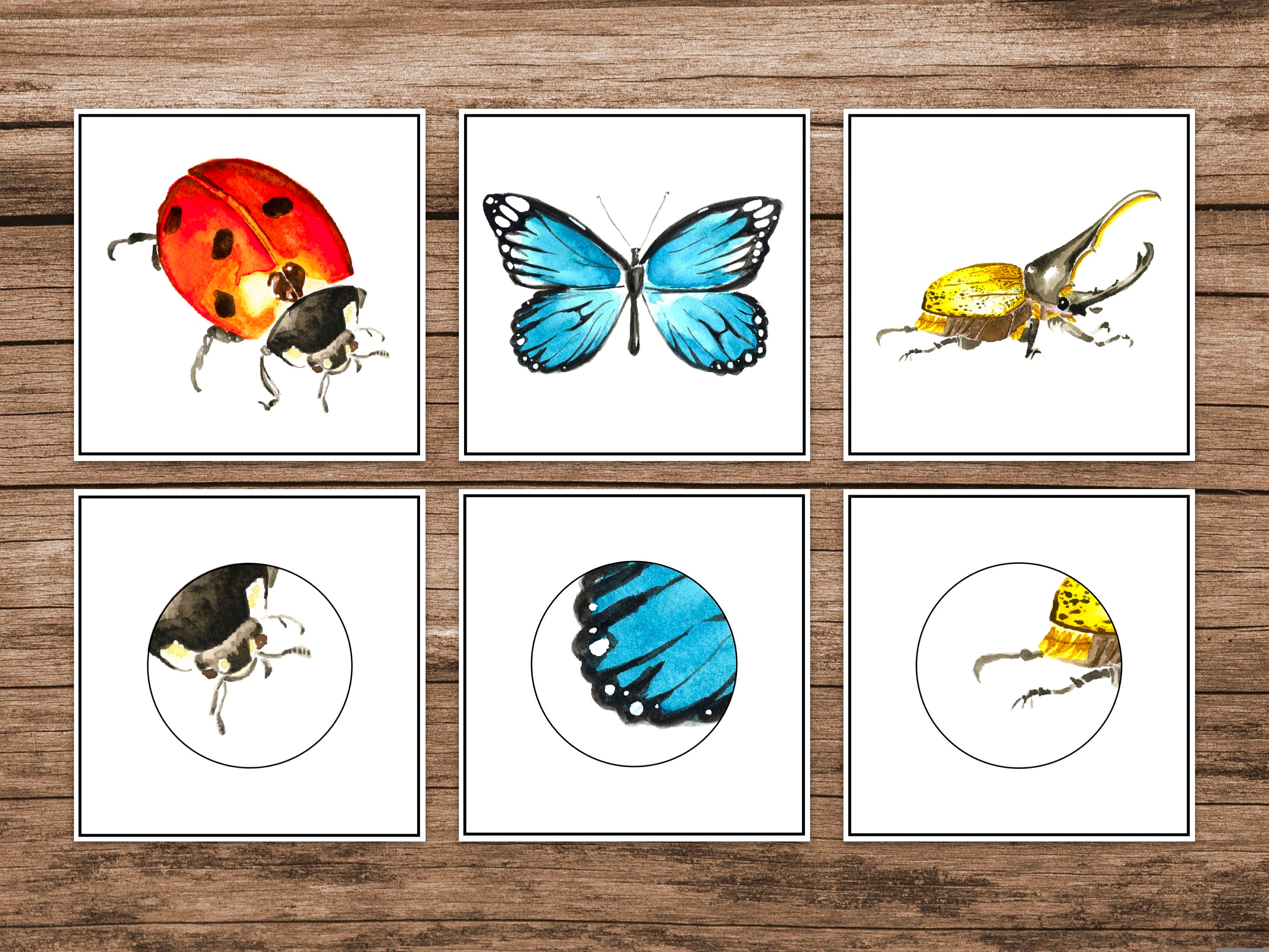 Insect Matching Cards, Part-to-whole montessori Preschool Printable - Etsy