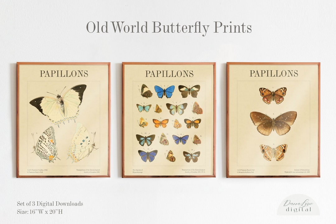 Vintage Butterfly Chart | Gallery Wall Print Set | Wall Decor ...