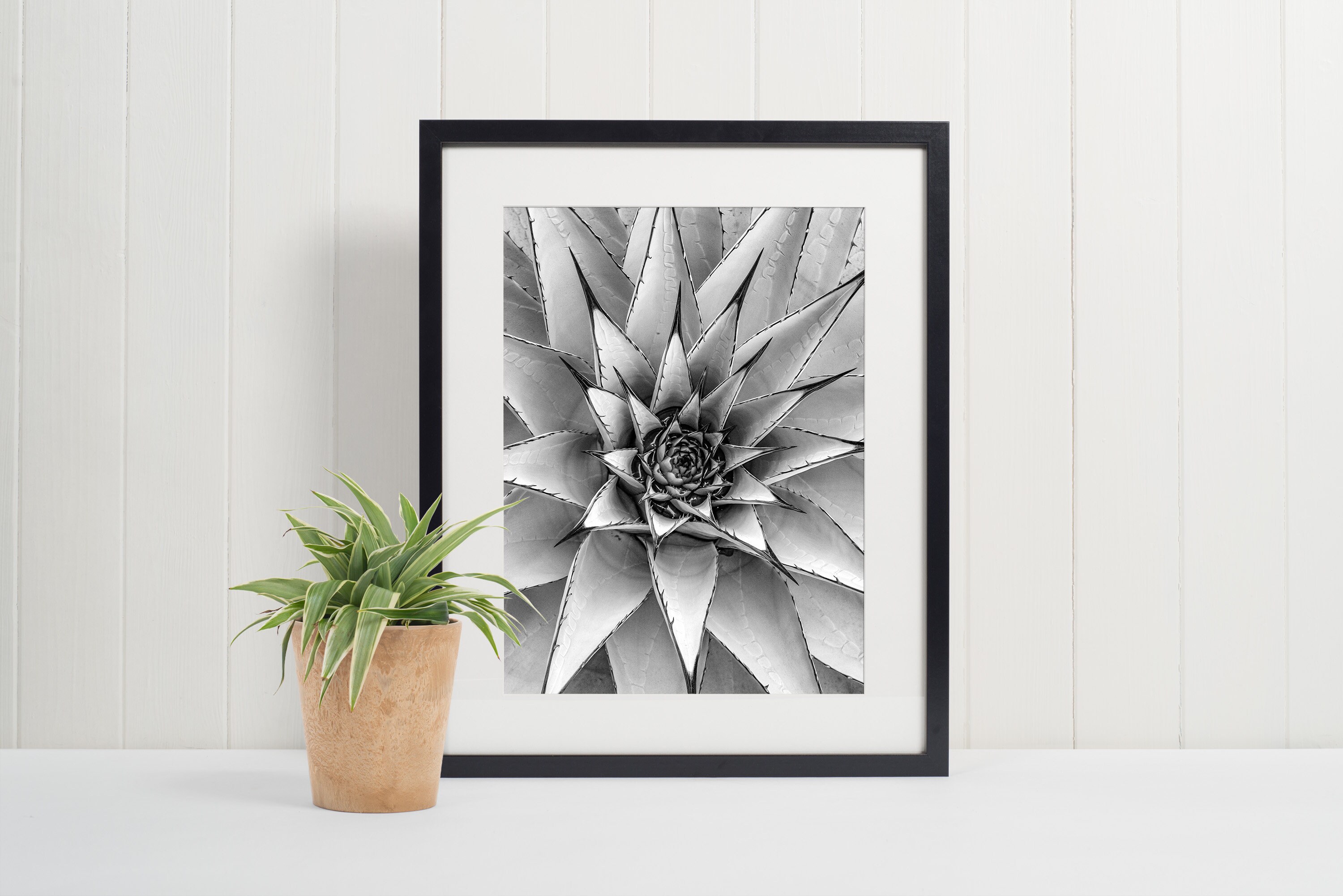 Succulent Photography Print, DIGITAL Rustic Farmhouse Large Wall Art ...