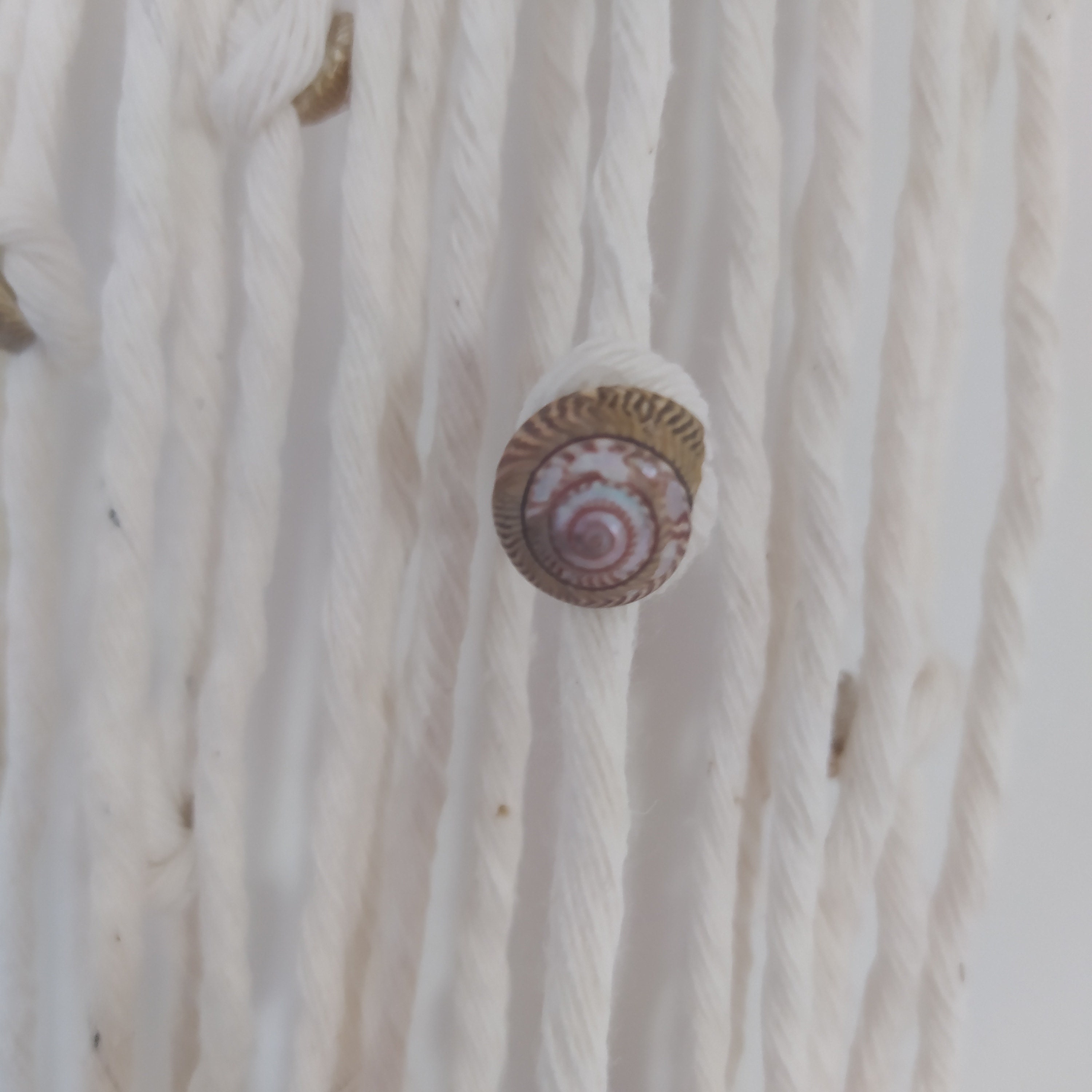 Macrame Vaiana With Shells / Macrame Wall Hanging / Macrame - Etsy