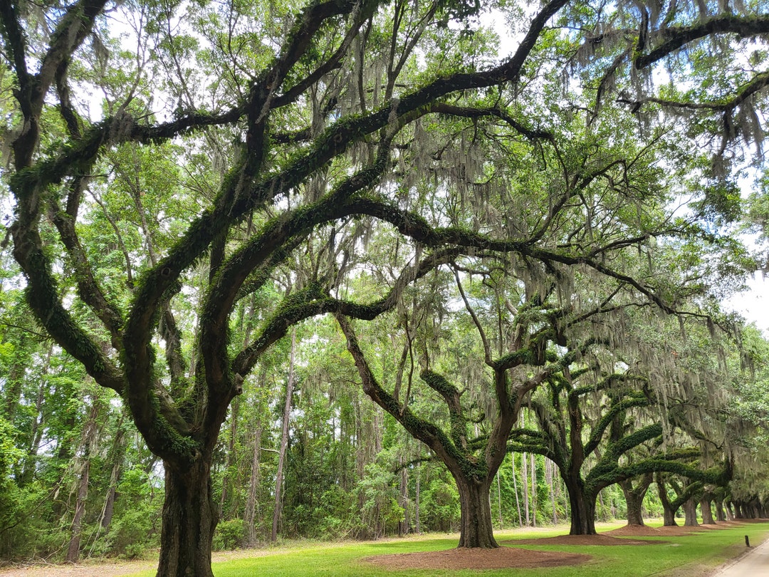 Beautiful South Carolina Oak Digital Image - Etsy