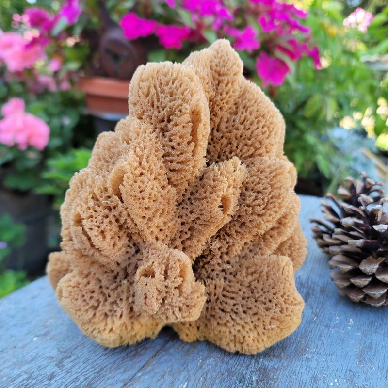Sea Sponges - Etsy