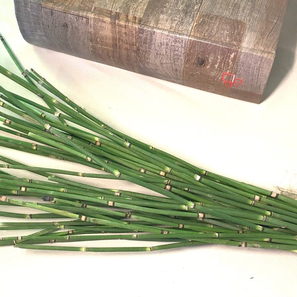 Horsetail Reed - Etsy