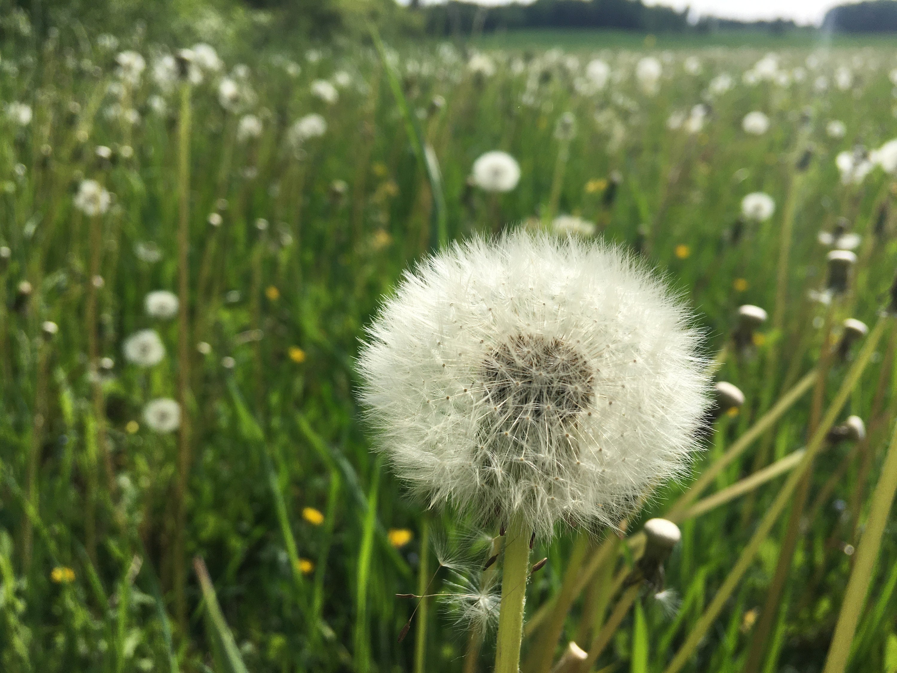500 Real Dandelion Seeds,fluff,dandelion Seeds Art,resin Casting or ...