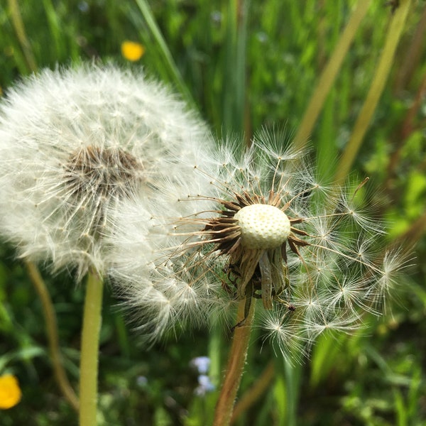Dandelion Seeds - Etsy