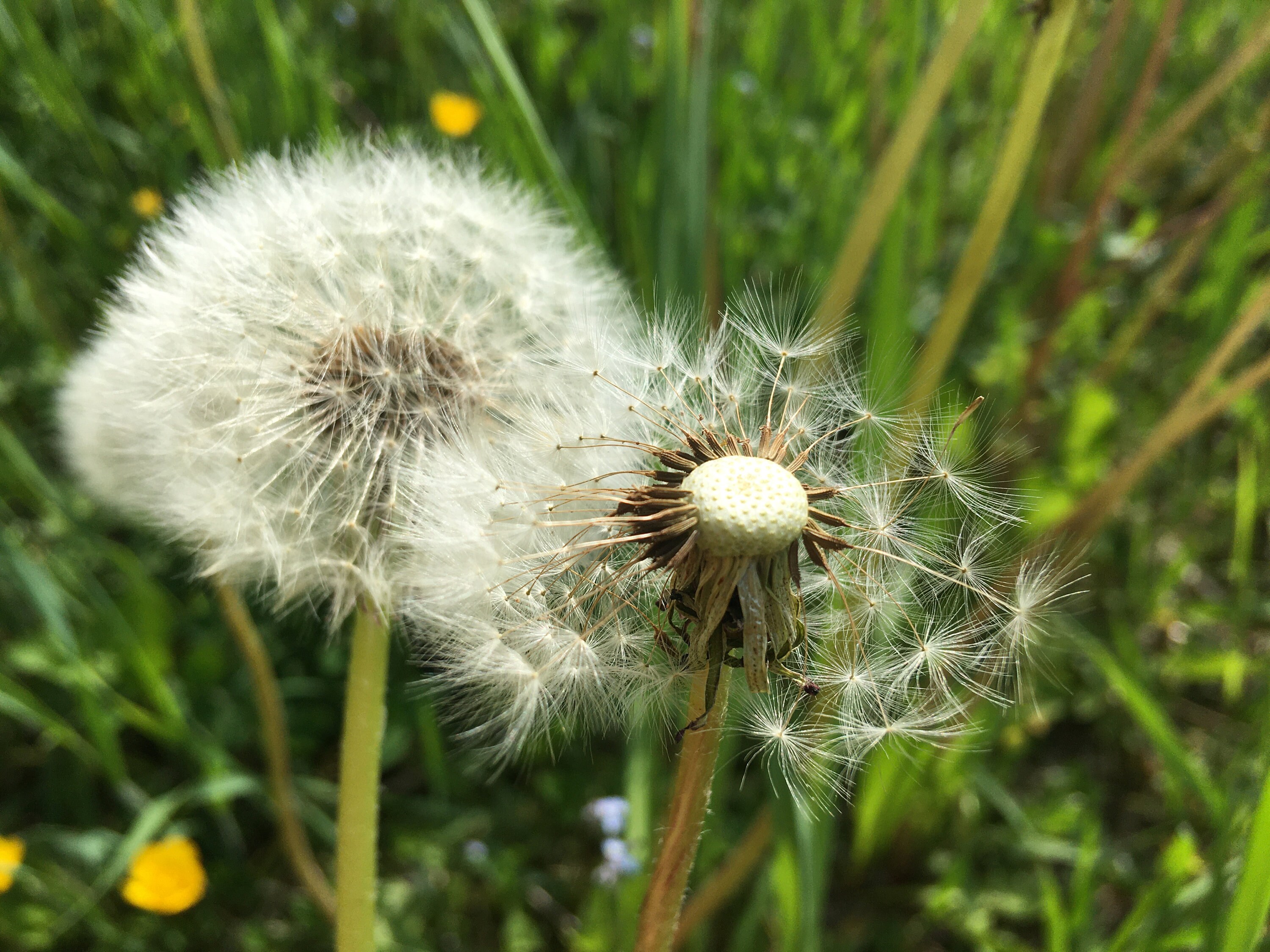 500 Real Dandelion Seeds,fluff,dandelion Seeds Art,resin Casting or ...