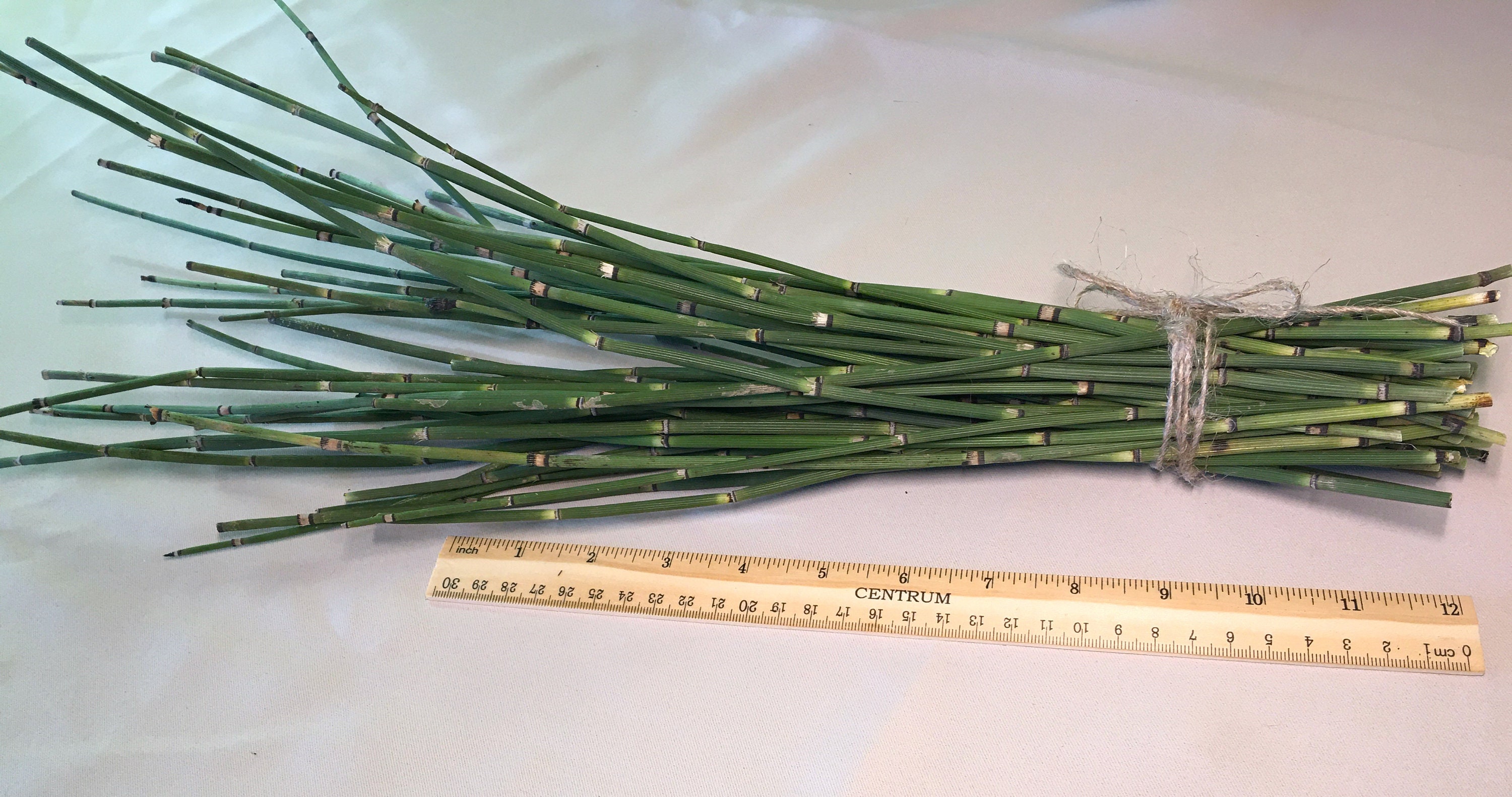50 Dried Horsetail Reed equisetum Sylvaticum 12 15 Inches Tall, Green ...