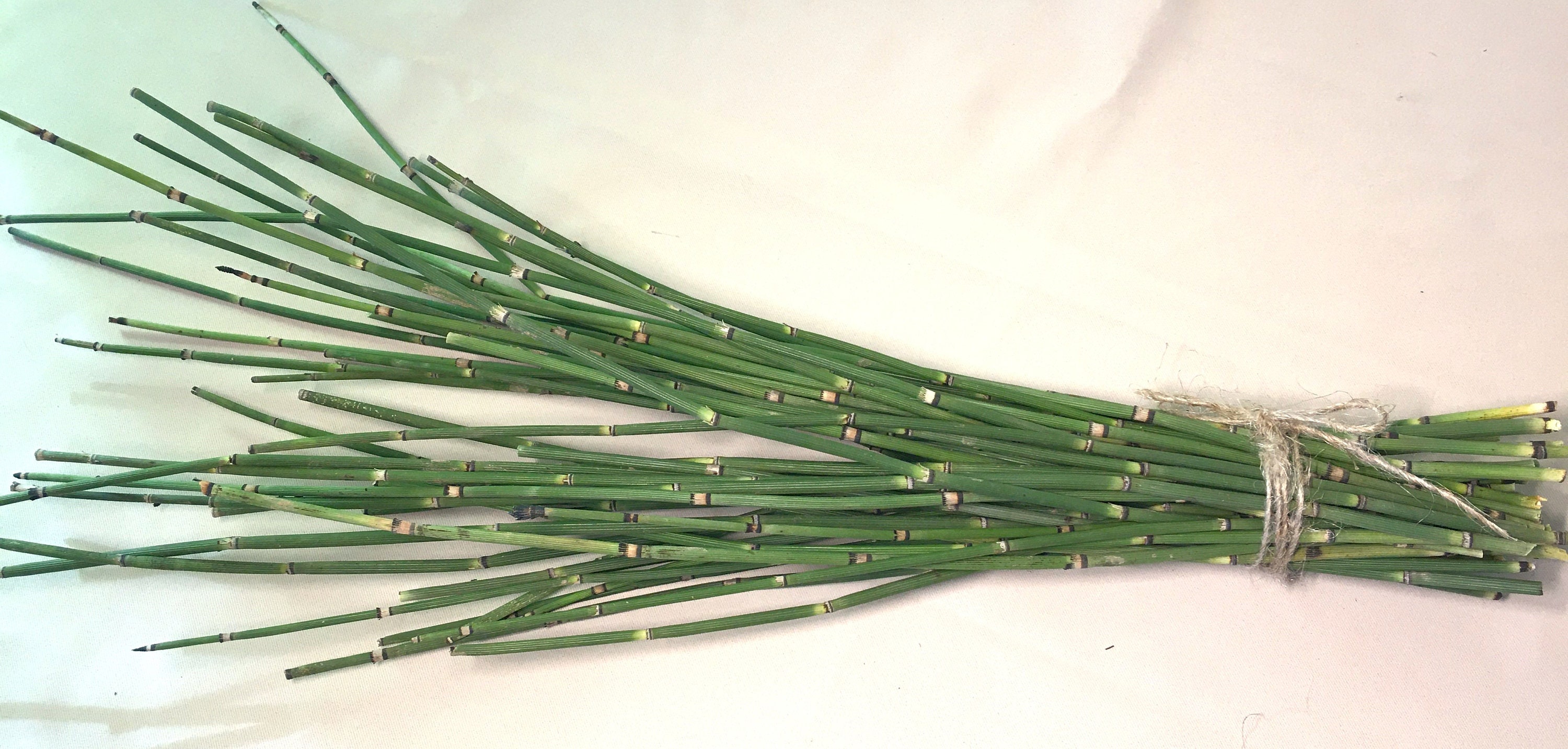 50 Dried Horsetail Reed equisetum Sylvaticum 12 15 Inches Tall, Green ...