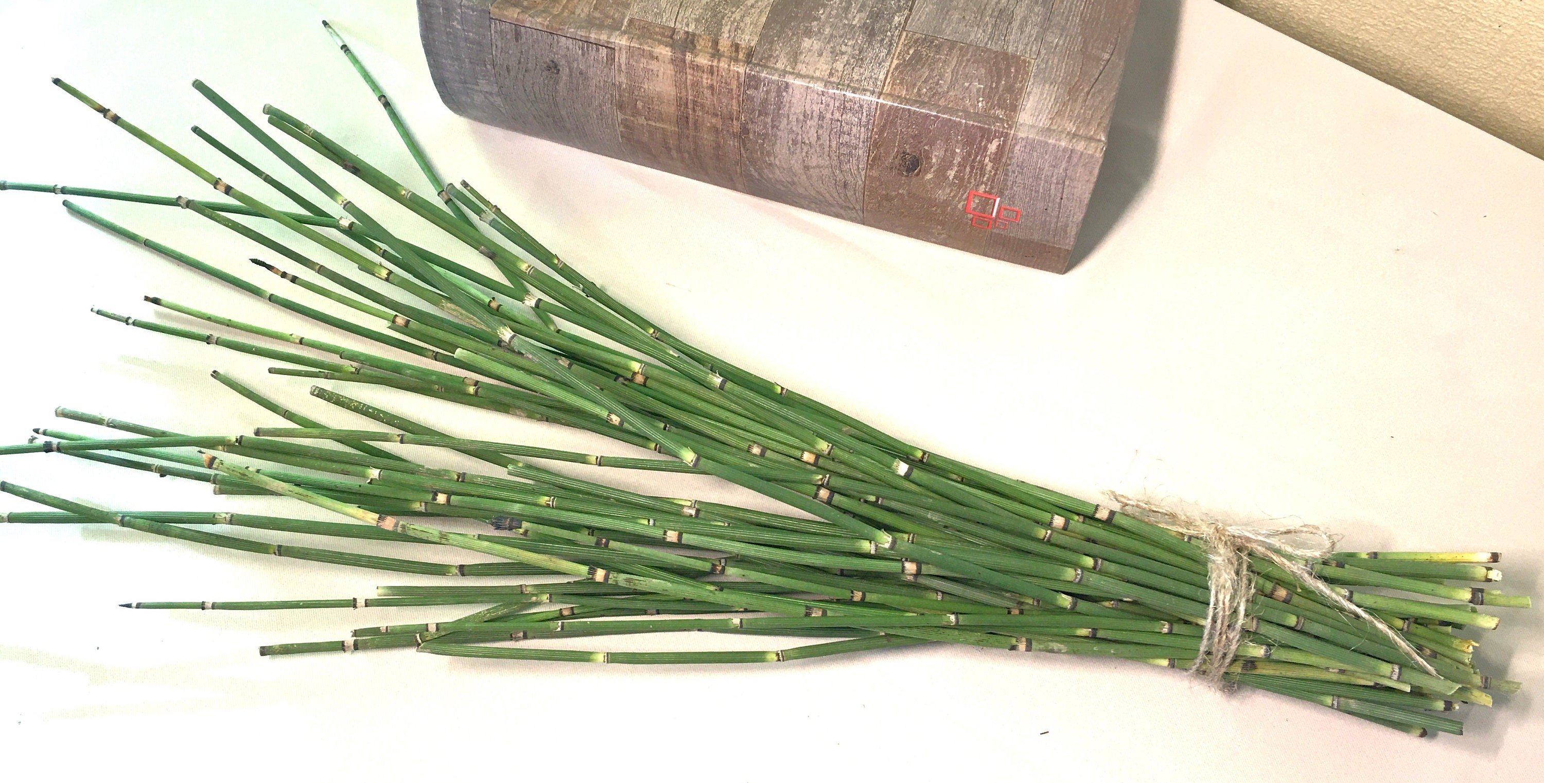 50 Dried Horsetail Reed equisetum Sylvaticum 12 15 Inches Tall, Green ...