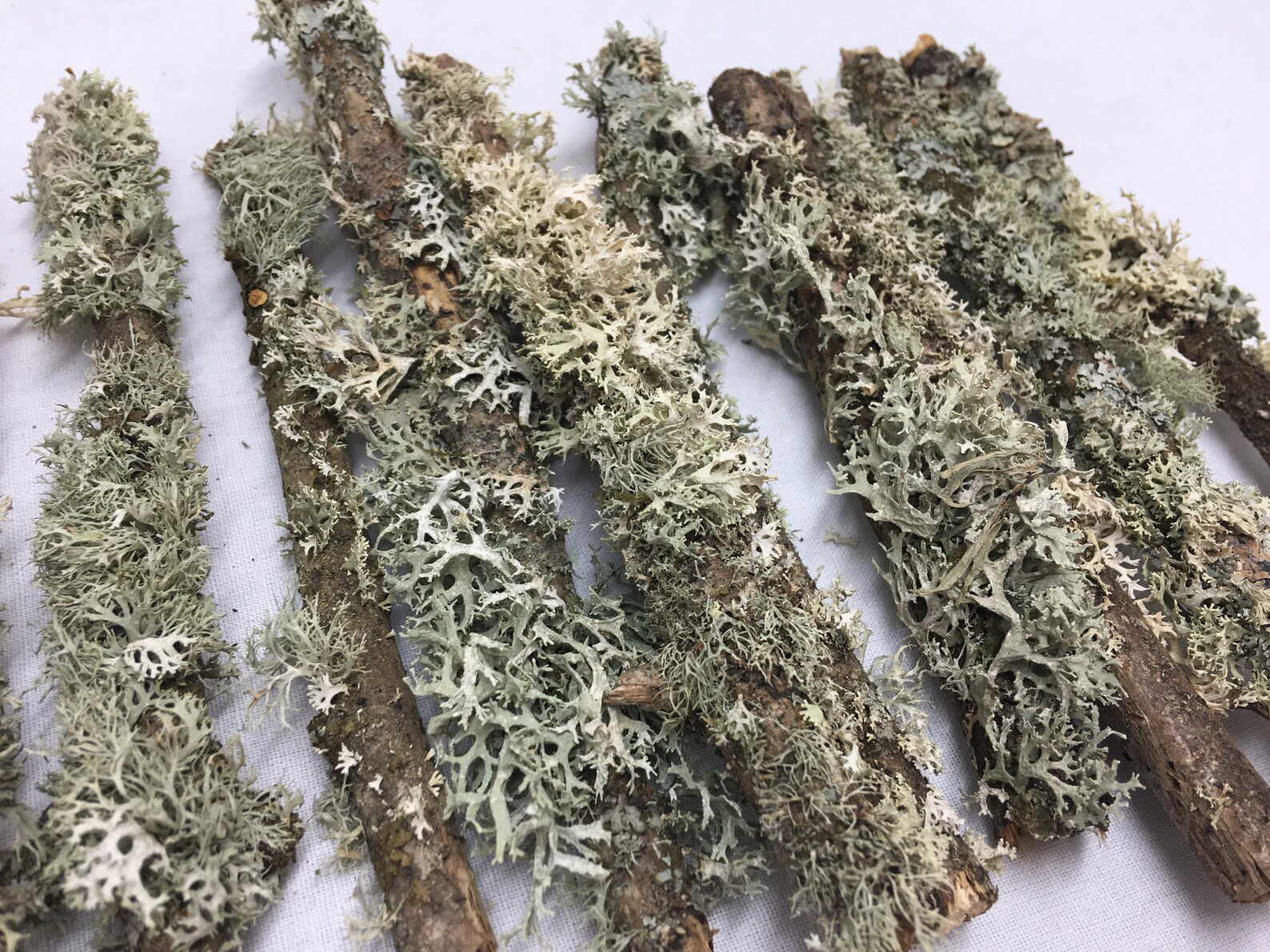 10 Pcs Woodland Animals Party Decorations, Lichen Wood Sticks, Wood Branches, Natural Branches ...