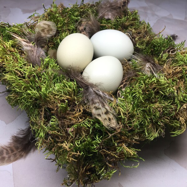 Decorative Bird Eggs - Etsy