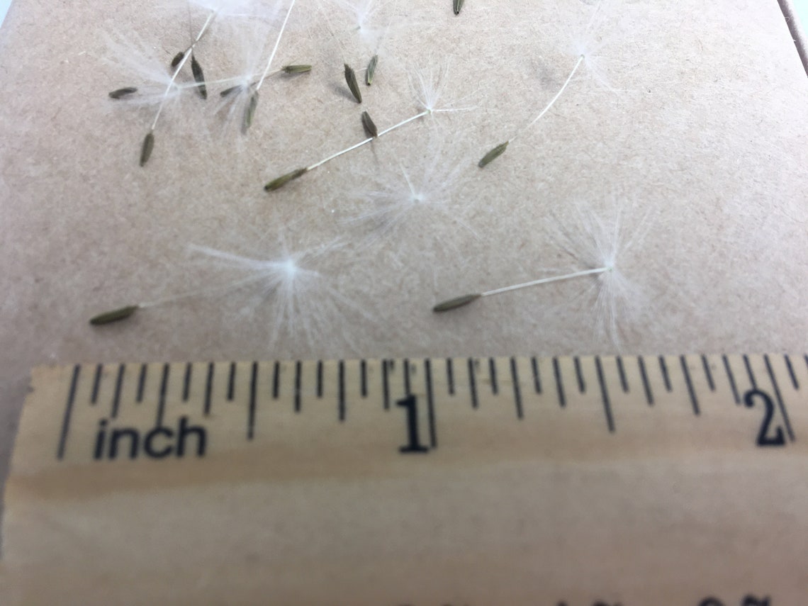 500 Real Dandelion Seeds,fluff,dandelion Seeds Art,resin Casting or ...