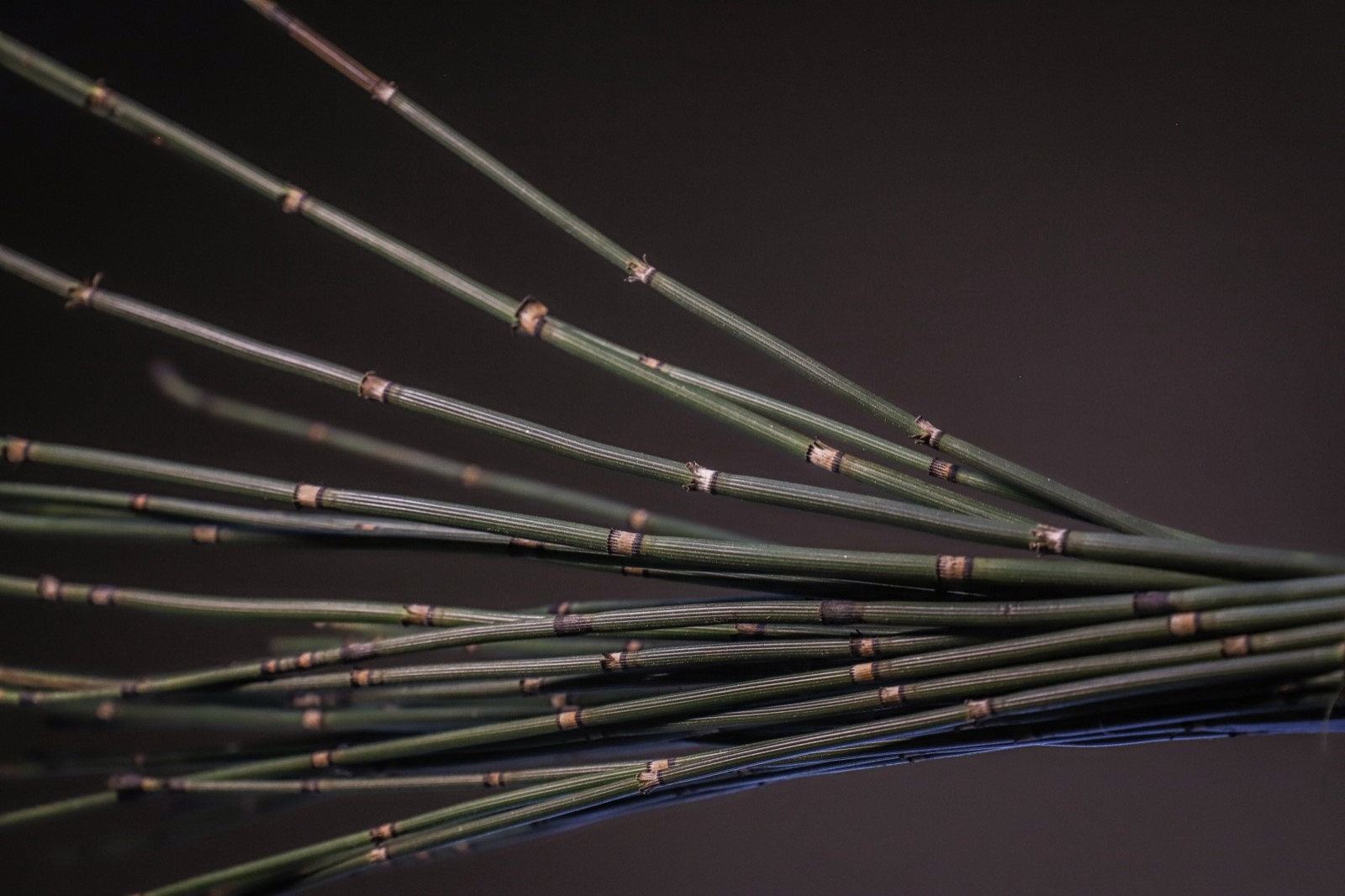 50 Dried Horsetail Reed equisetum Sylvaticum 12 15 Inches Tall, Green ...