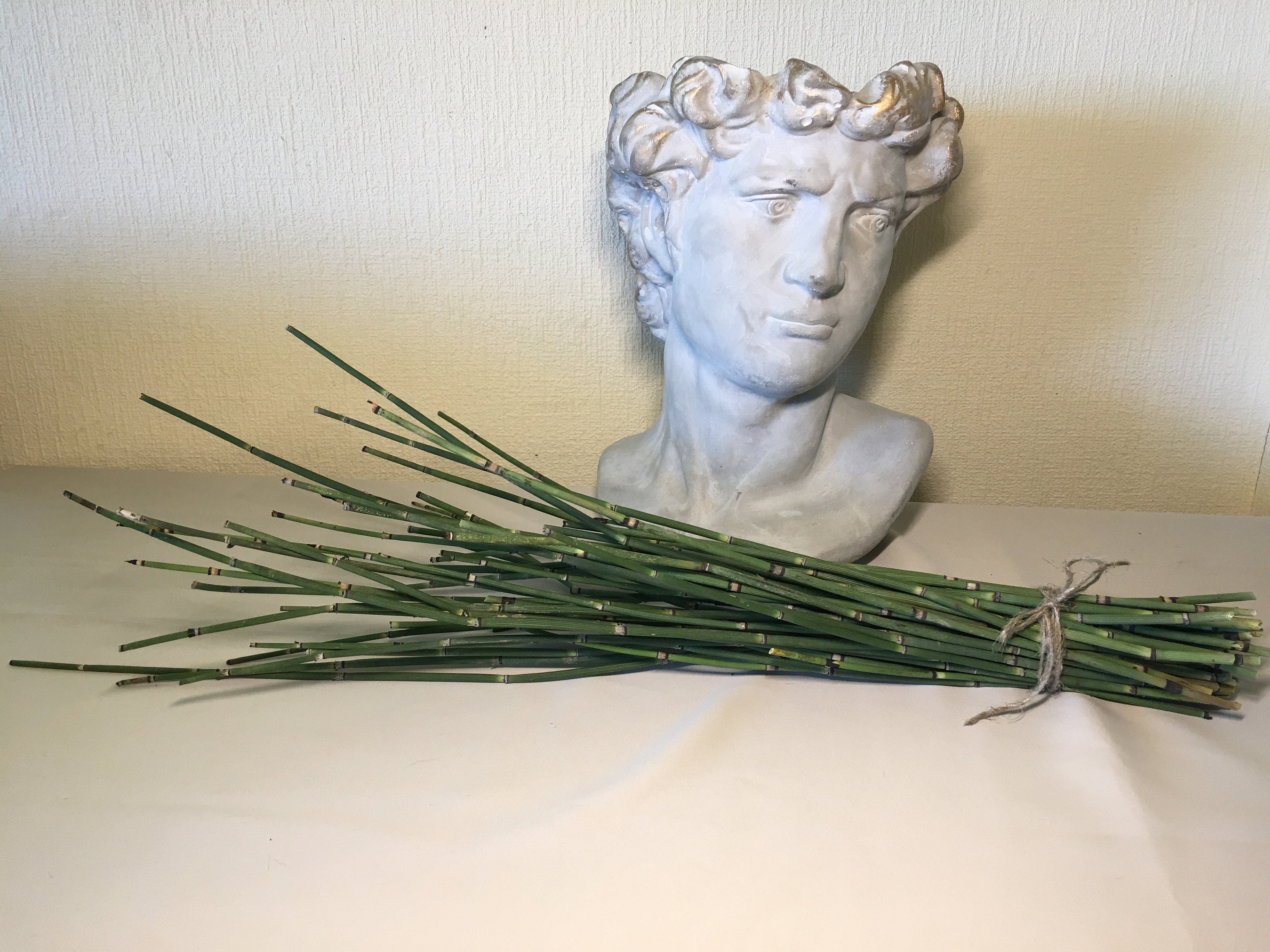 50 Dried Horsetail Reed equisetum Sylvaticum 12 15 Inches Tall, Green ...